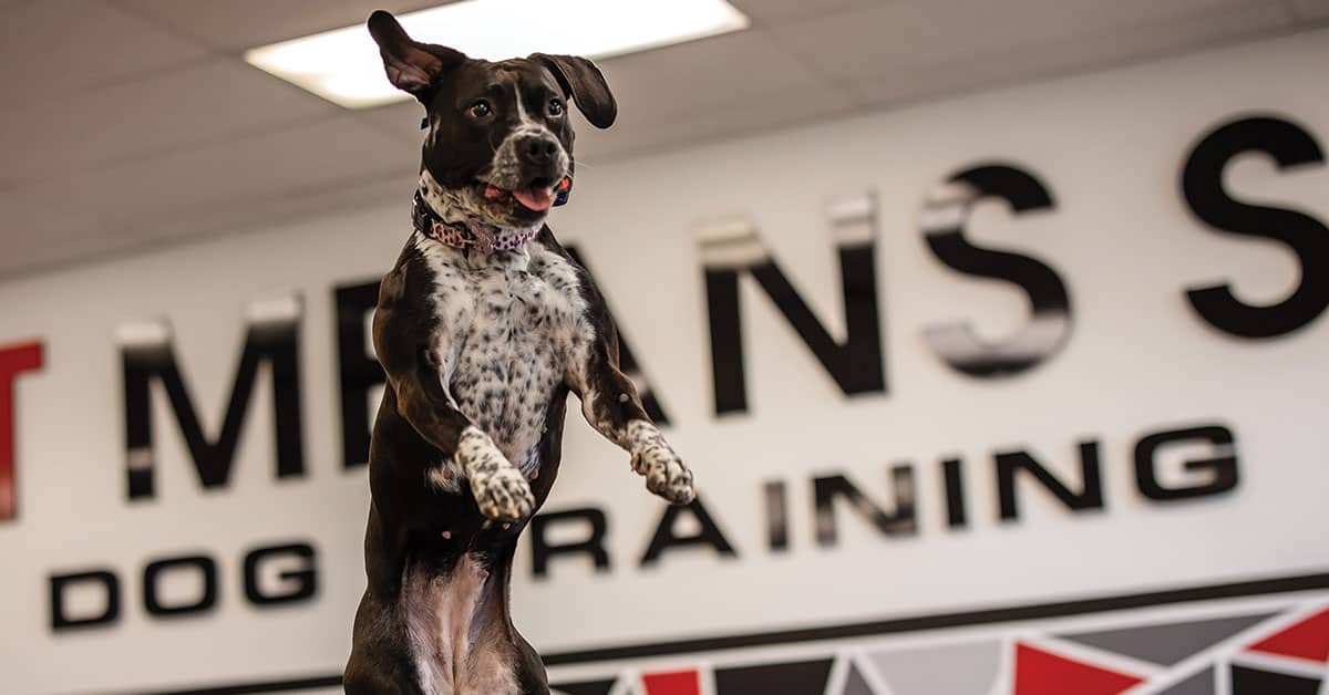 Board and Train Dog Training in Raleigh, NC